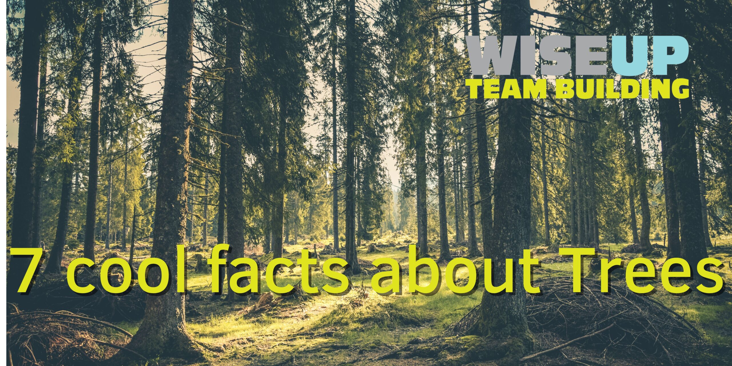 7 Cool Facts about Trees